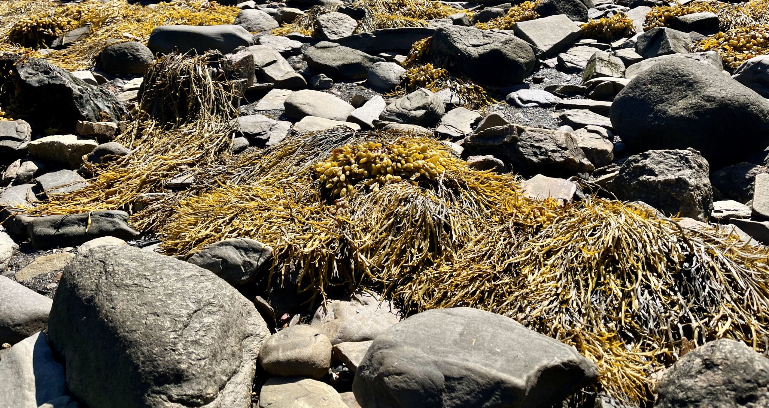 Climate, Atmosphere, and Oceans - Harvard EPS